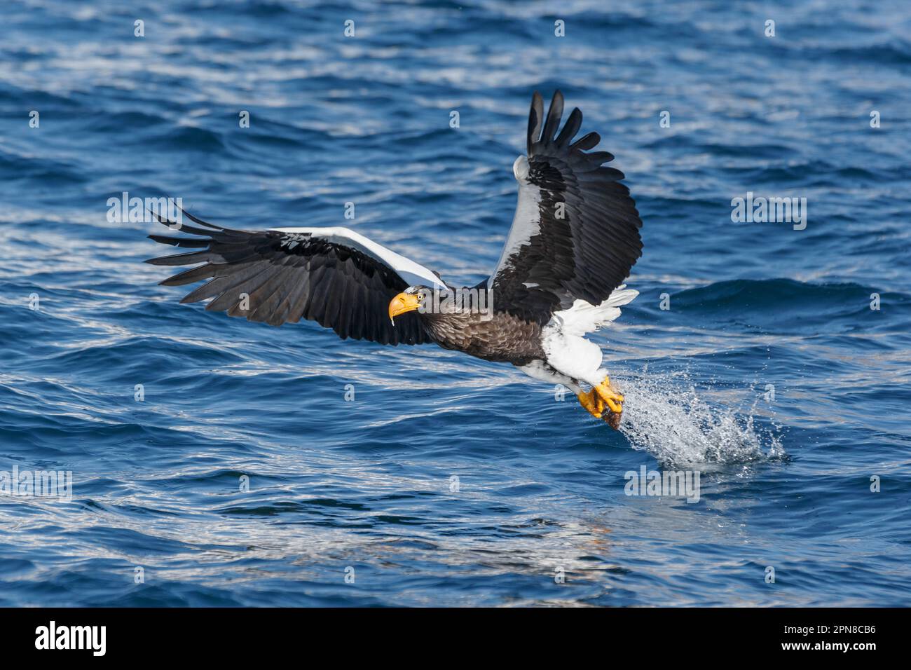 Stellers Sea Eagle (Haliaeetus pelagicus) in flight with its wings ...
