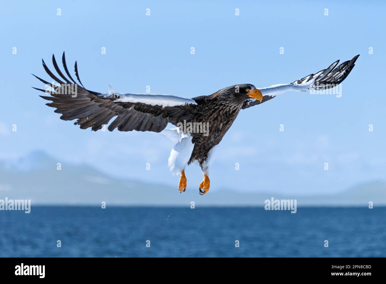 Stellers Sea Eagle (Haliaeetus pelagicus) in flight with its wings ...