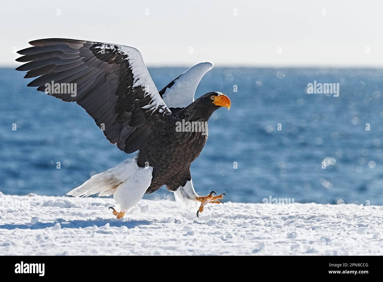Stellers Sea Eagle (Haliaeetus pelagicus) walks on snow with its wings ...