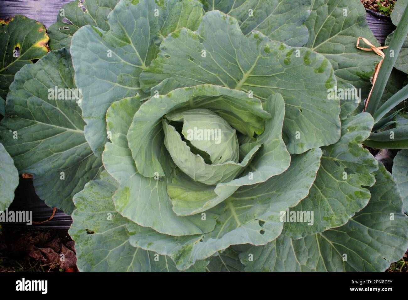 young cabbage plants top view in organic farming field in summer Stock ...