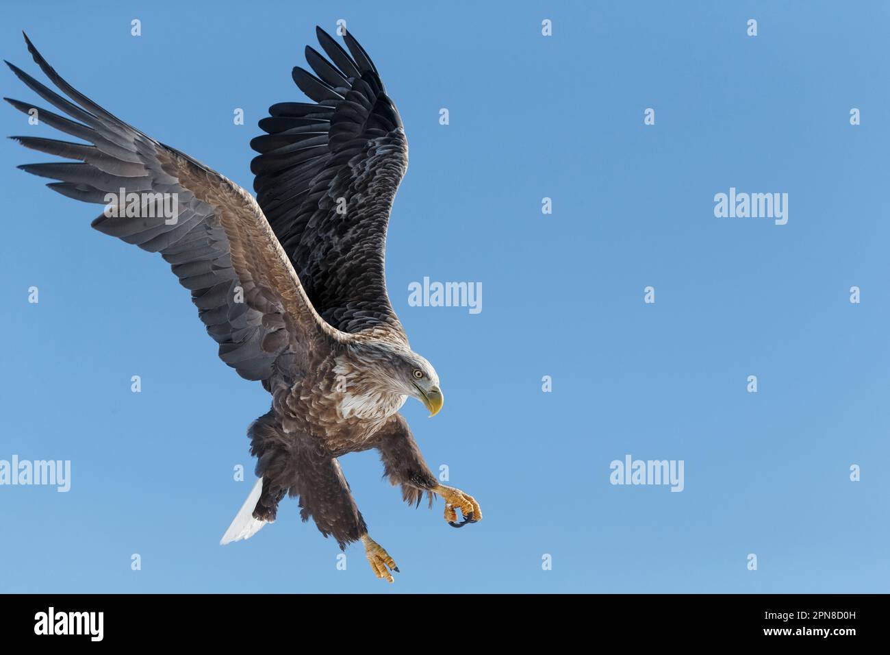 Eagle tail feathers hi-res stock photography and images - Alamy