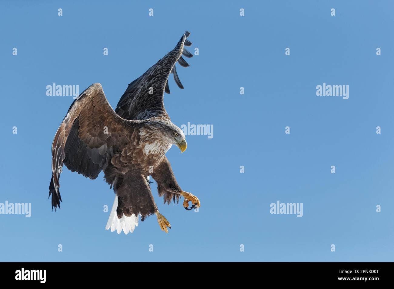 White tailed eagle japan hi-res stock photography and images - Alamy