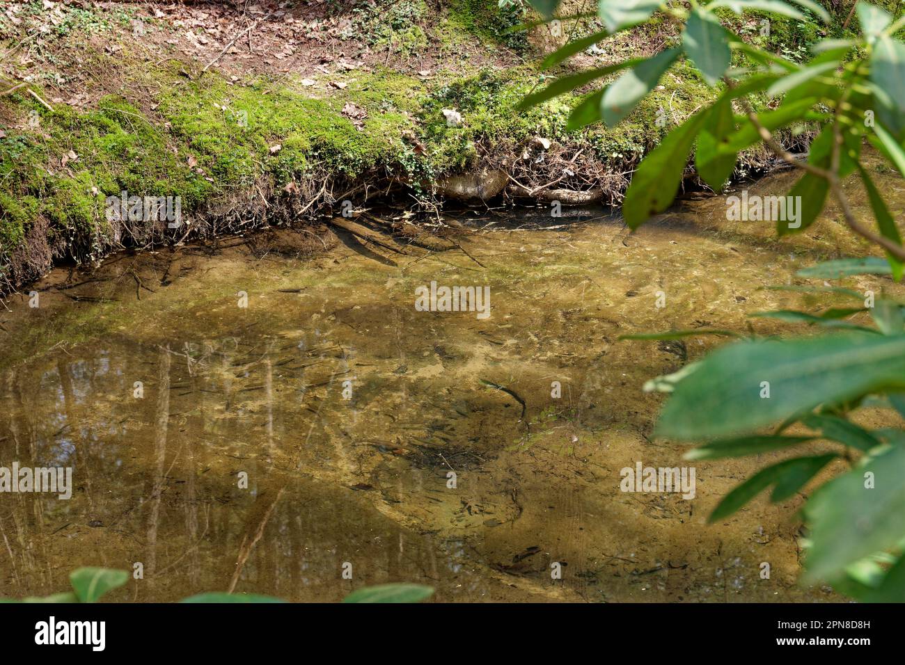 Small baby fish of various sizes swimming together in a clear ...