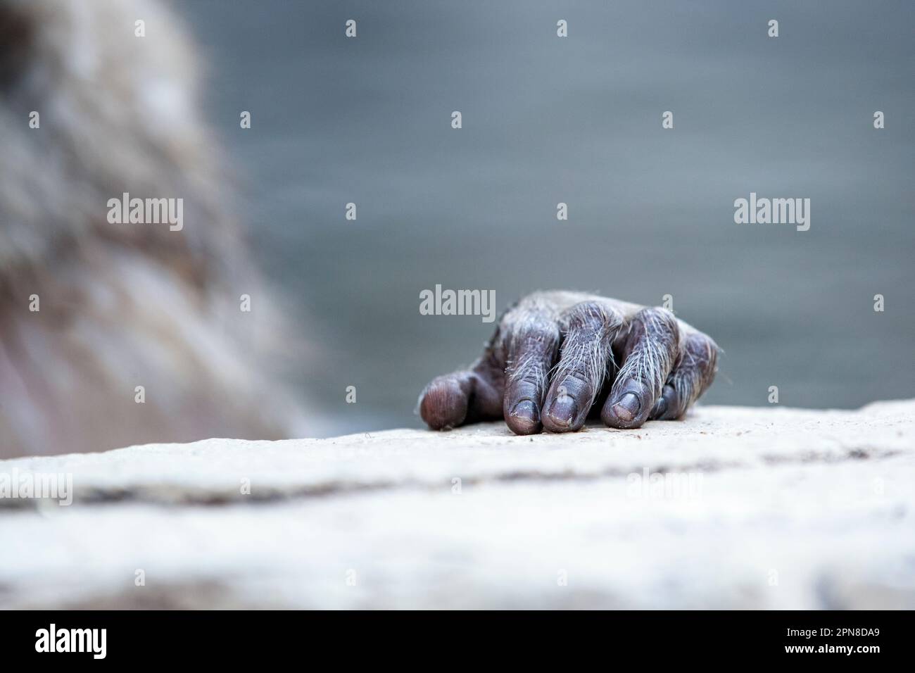 Snow monkey (Macaca fuscata) Japanese macuaque hand rest on edge of the ...