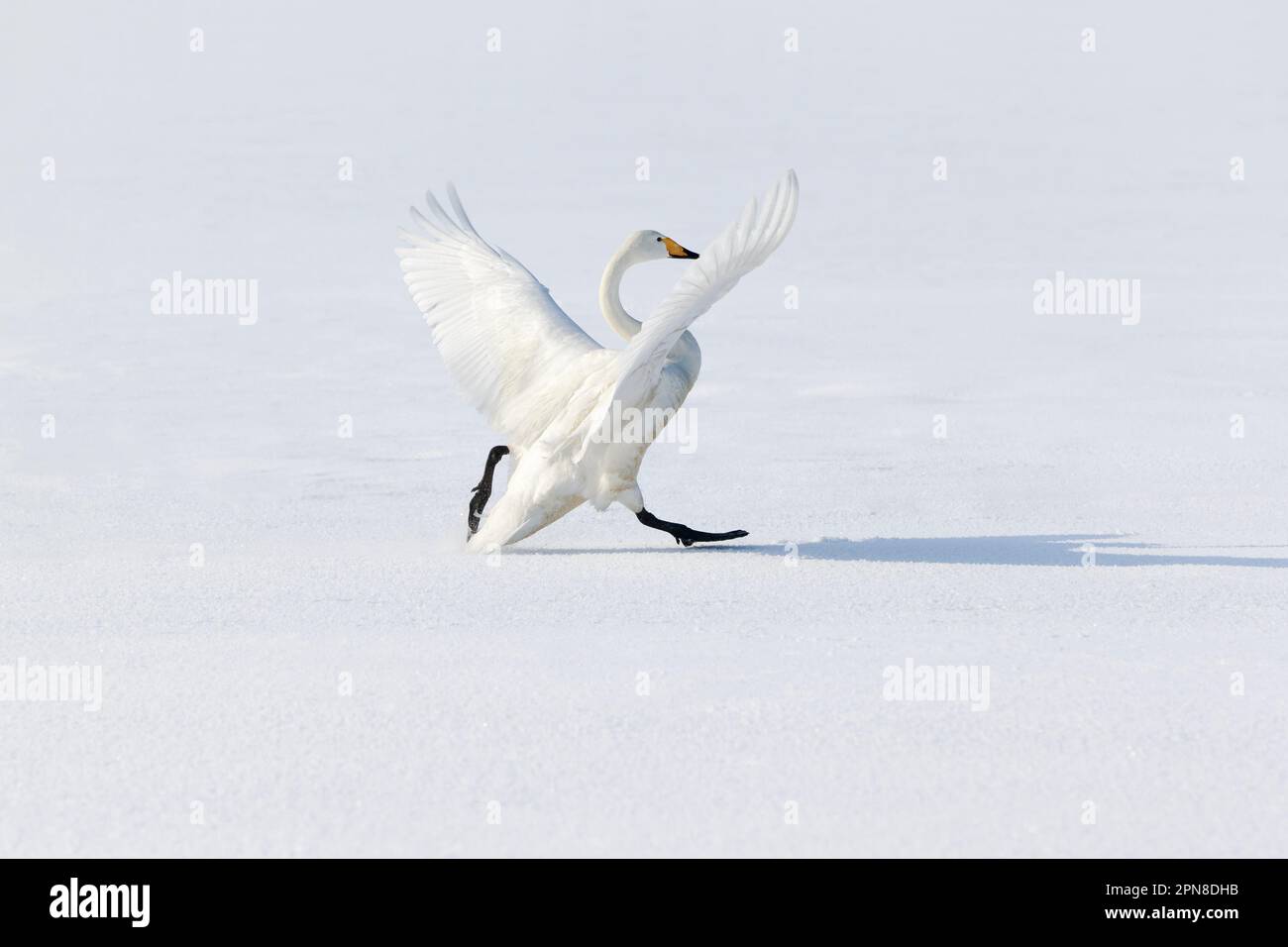Whooper swan (Cygnus cygnus), landing on the ice of the frozen lake ...