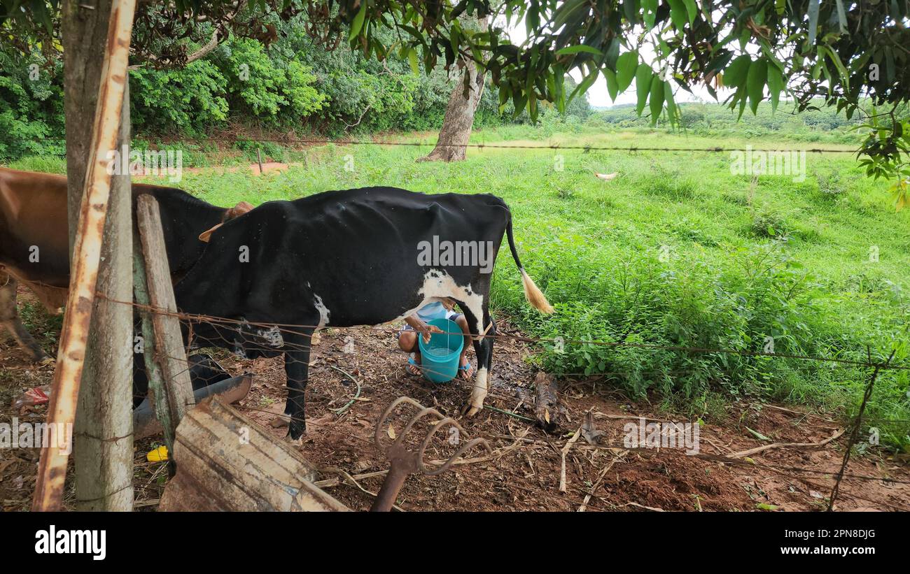A rural farm behind barbed wire with a cow grazing while being milked ...