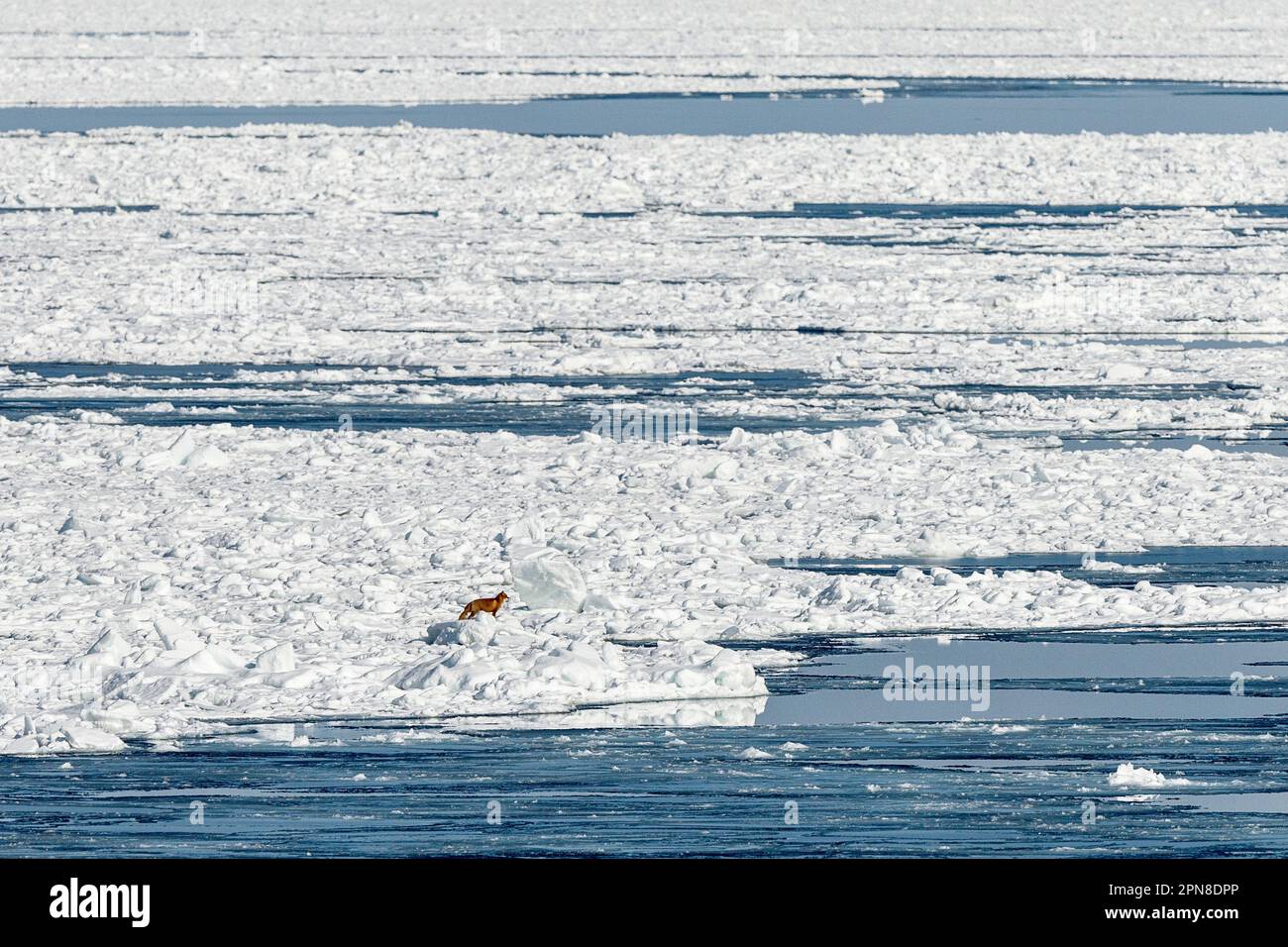 Ezo red fox (Vulpes vulpes schrencki) in the snow, Notsuke Peninsula ...