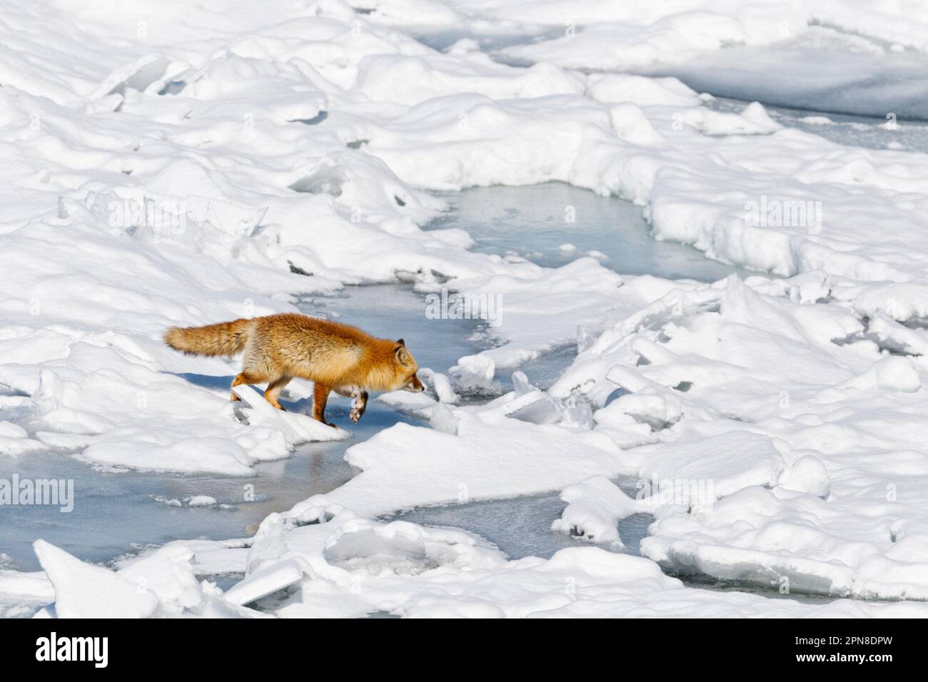 Ezo red fox (Vulpes vulpes schrencki) in the snow, Notsuke Peninsula ...