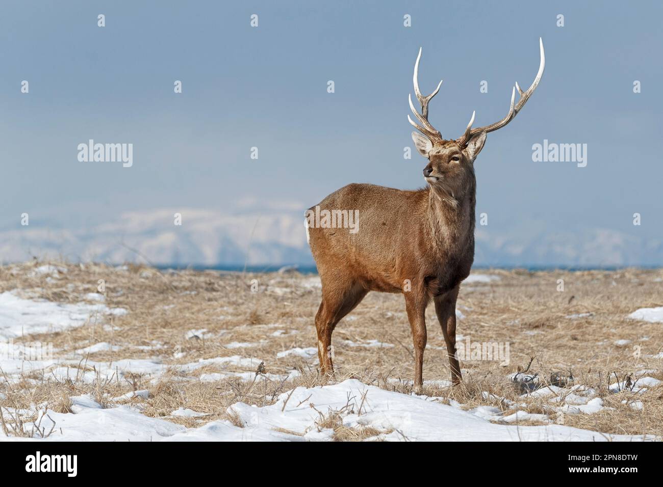 Sika deer (Cervus nippon) standing proudly on a beach, full body side ...