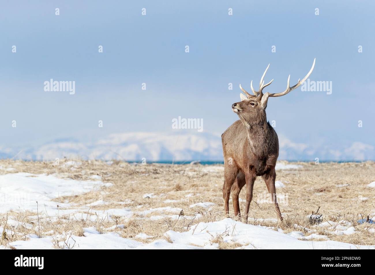 Sika deer (Cervus nippon) standing proudly on a beach, full body side ...