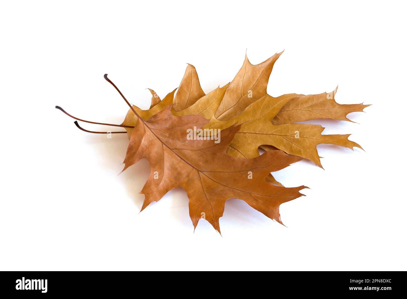 Branches red oak autumn leaves Cut Out Stock Images & Pictures - Alamy