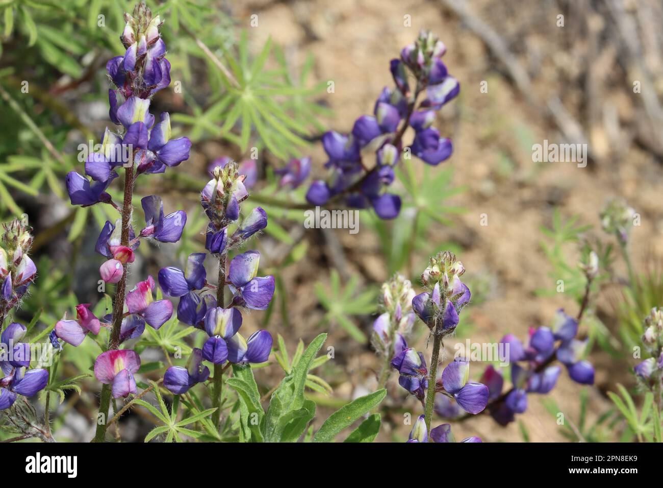 Purple flowering spiraled raceme inflorescences of Lupinus Sparsiflorus ...
