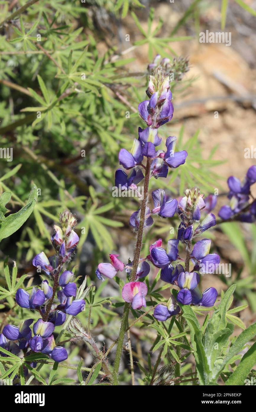 Purple flowering spiraled raceme inflorescences of Lupinus Sparsiflorus, Fabaceae, native annual ...