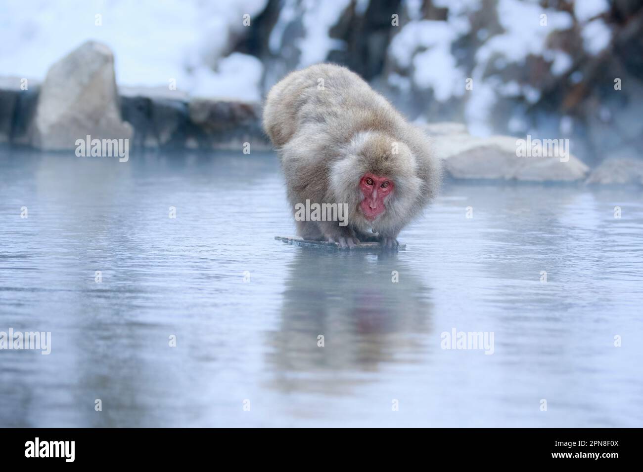 Snow monkey (Macaca fuscata) sits on rock in middle of hotspring ready ...