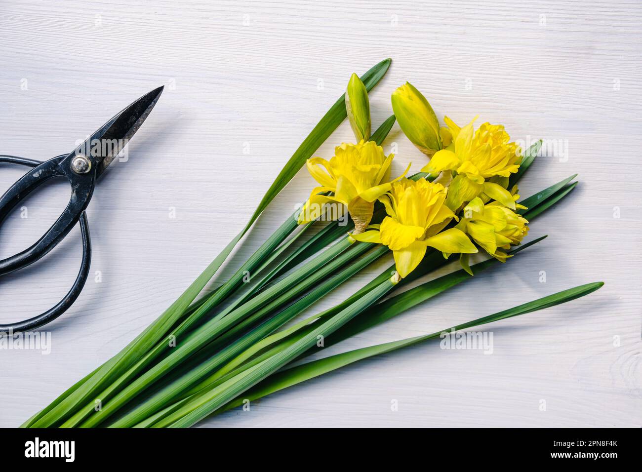 A Bunch of Yellow Daffodils on a white wooden table along with bonsai ...