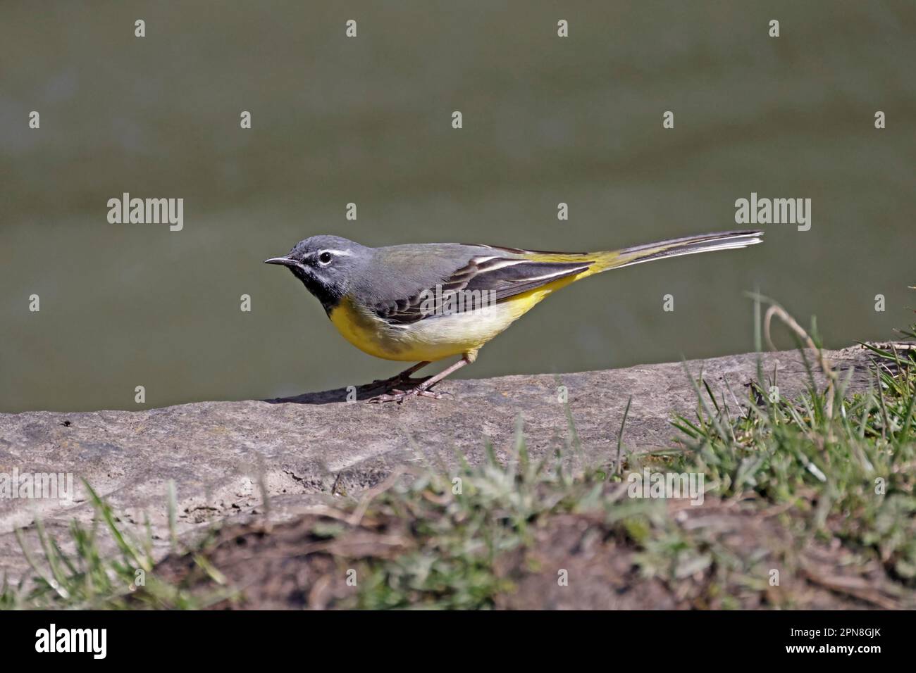 Grey wagtail uk hi-res stock photography and images - Alamy
