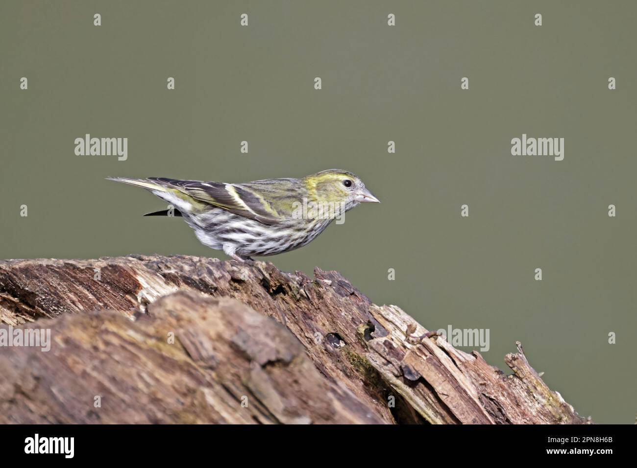 Siskin uk hi-res stock photography and images - Alamy
