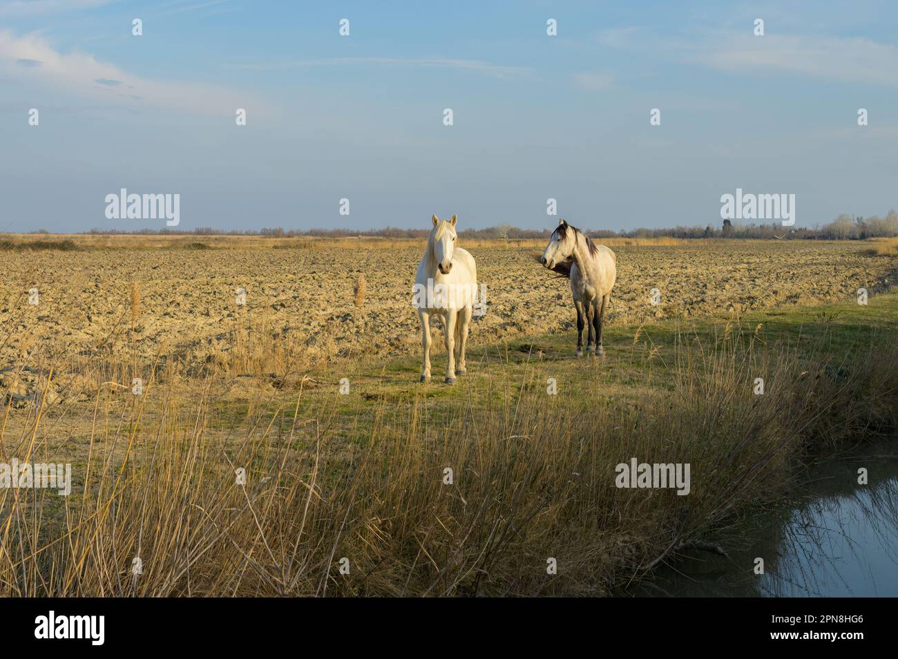 A white horse standing on a pasture on s sunny evening in the Camargue ...