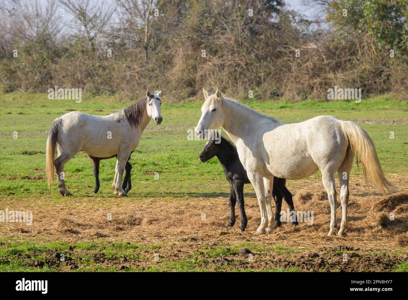 White horses standing on a pasture, two black foals, Camargue (Provence ...