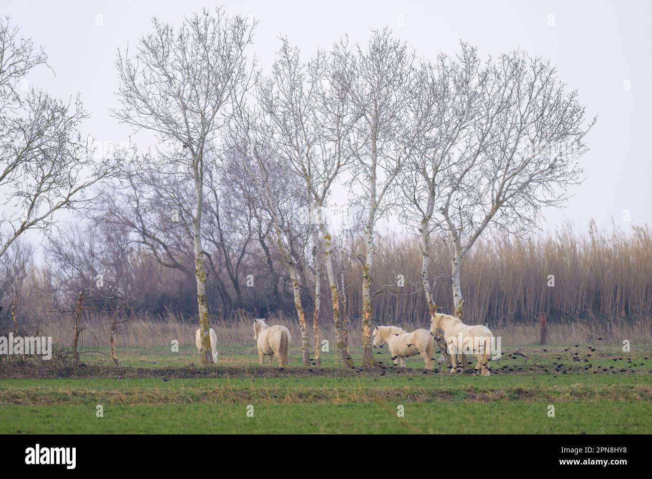 White horses standing on a pasture in Camargue (Provence, France Stock ...