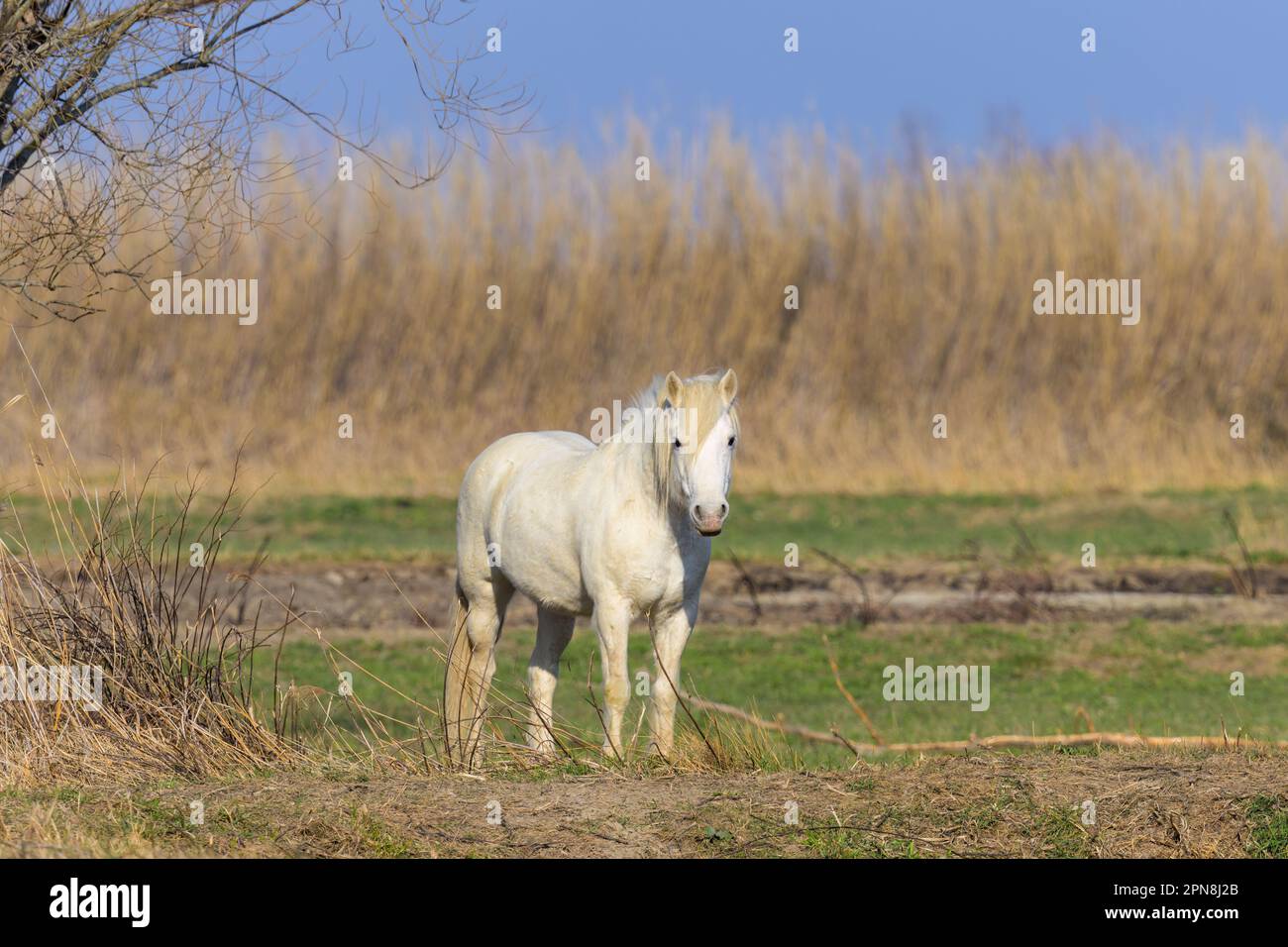A white horse standing on a pasture in Camargue (Provence, France Stock ...