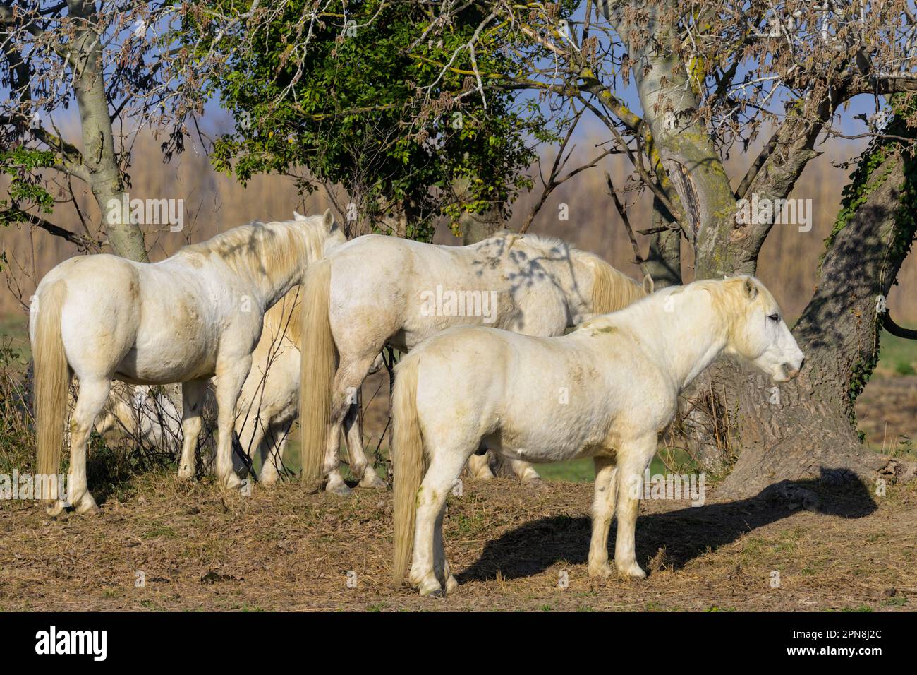 White horses standing on a pasture in Camargue (Provence, France Stock ...