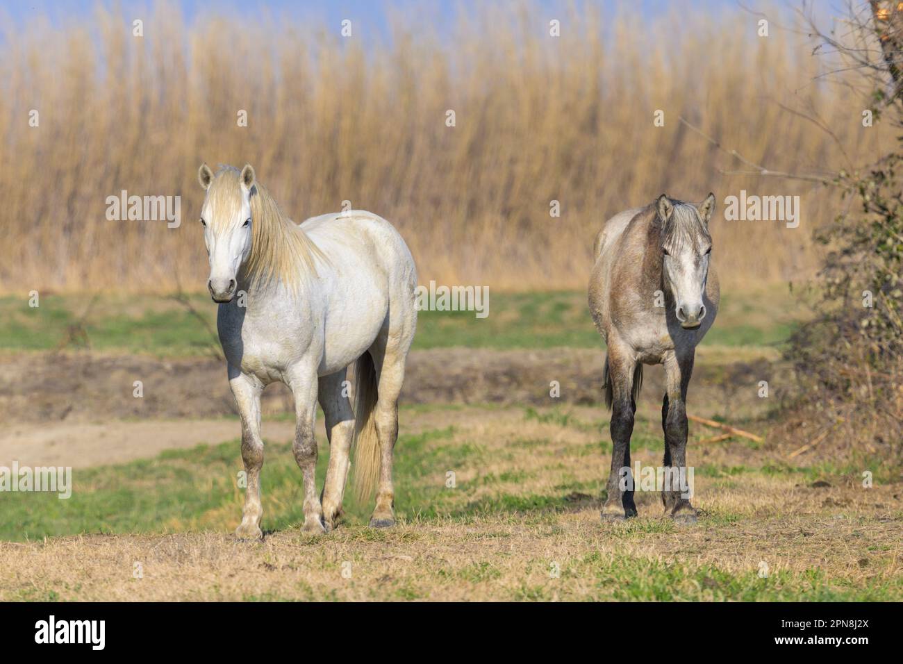 White horses standing on a pasture in Camargue (Provence, France Stock ...