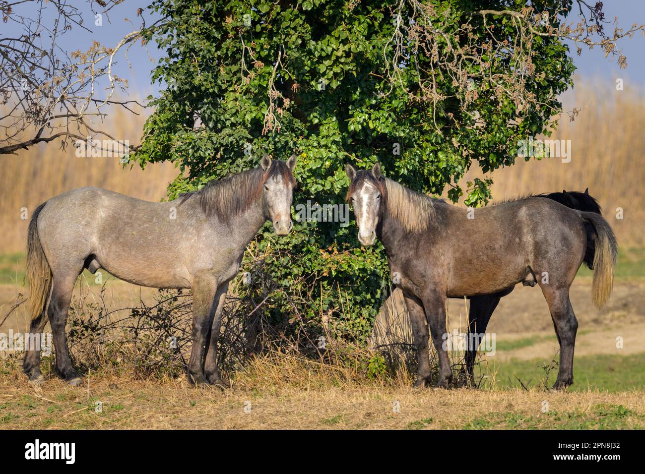Two brown horses standing on a pasture in Camargue (Provence, France ...