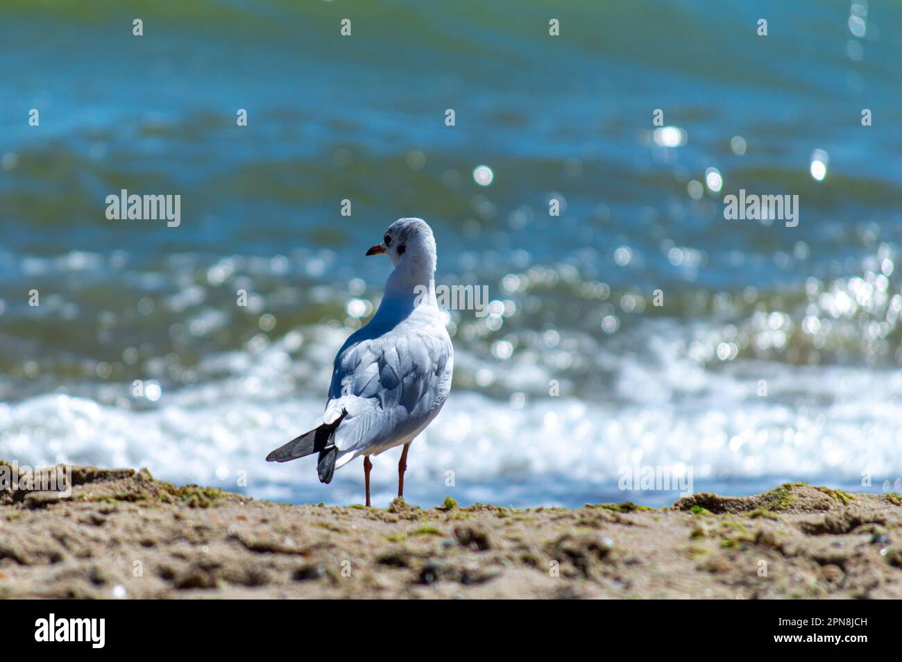 Seagull walking on sandy seashore Stock Photo - Alamy