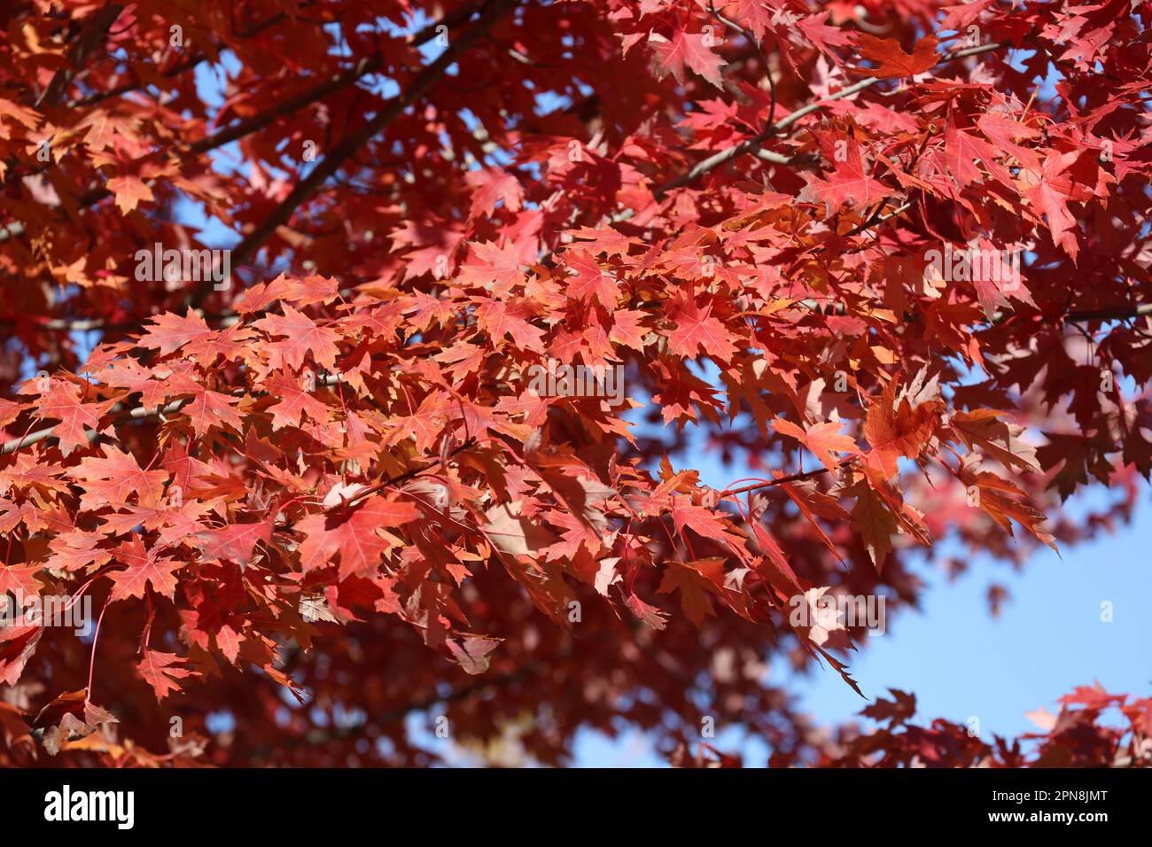 Acer rubrum 'franksred' red sunset hi-res stock photography and images ...