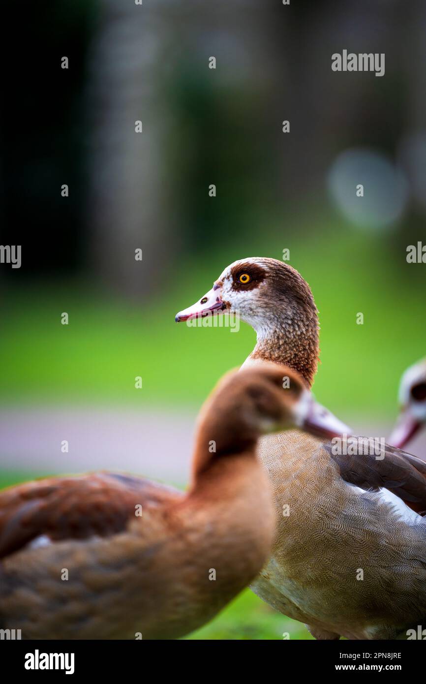 Two ducks in silhouette hi-res stock photography and images - Alamy