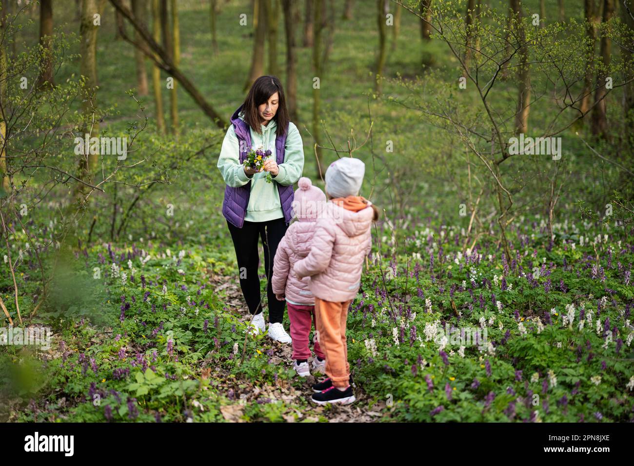 Mother with two daughters pluck a spring bouquet of flowers on forest ...