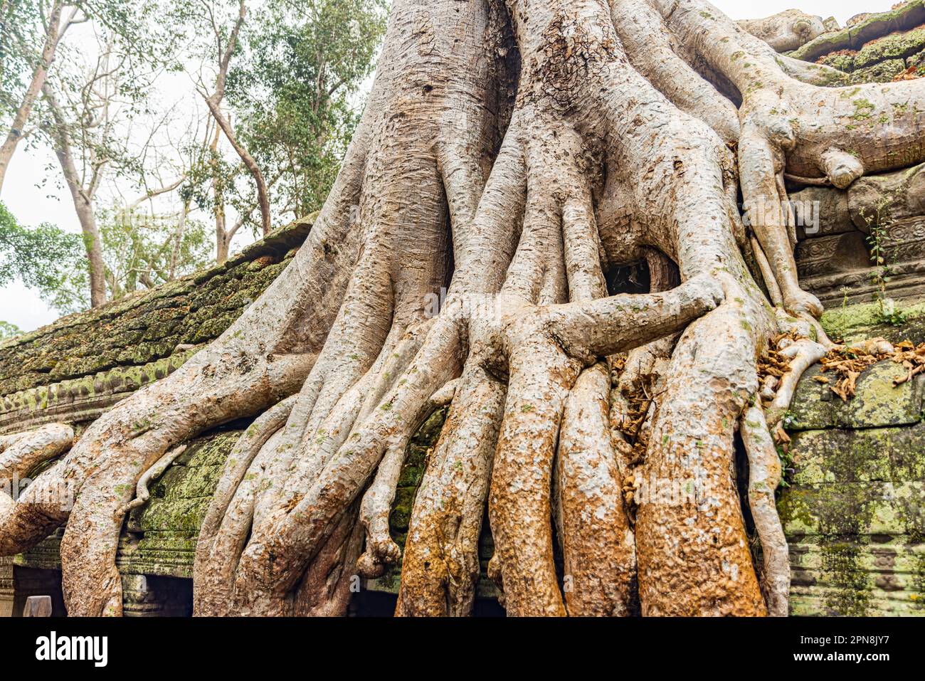 Close-up of the roots of a banyan tree at Ta Prohm coming down from the ...