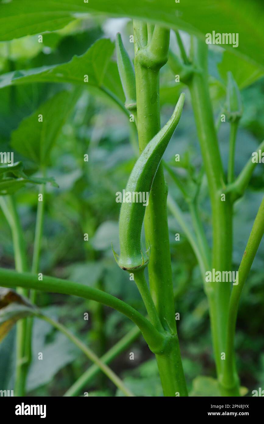 Organic okra being harvested from the tree manually. Okra without ...