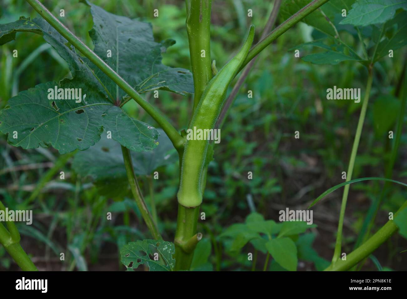 Organic okra being harvested from the tree manually. Okra without ...