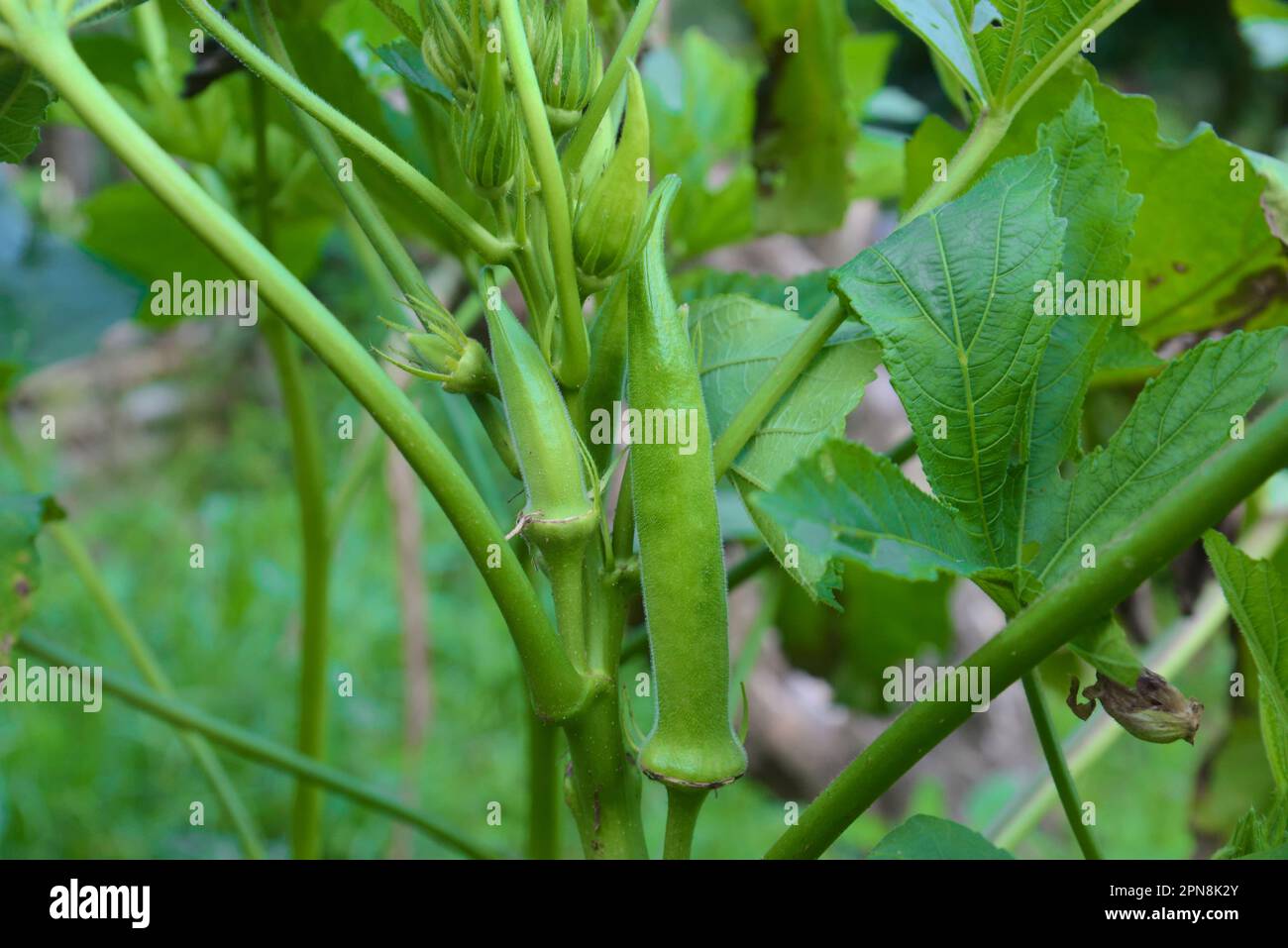 Organic okra being harvested from the tree manually. Okra without ...
