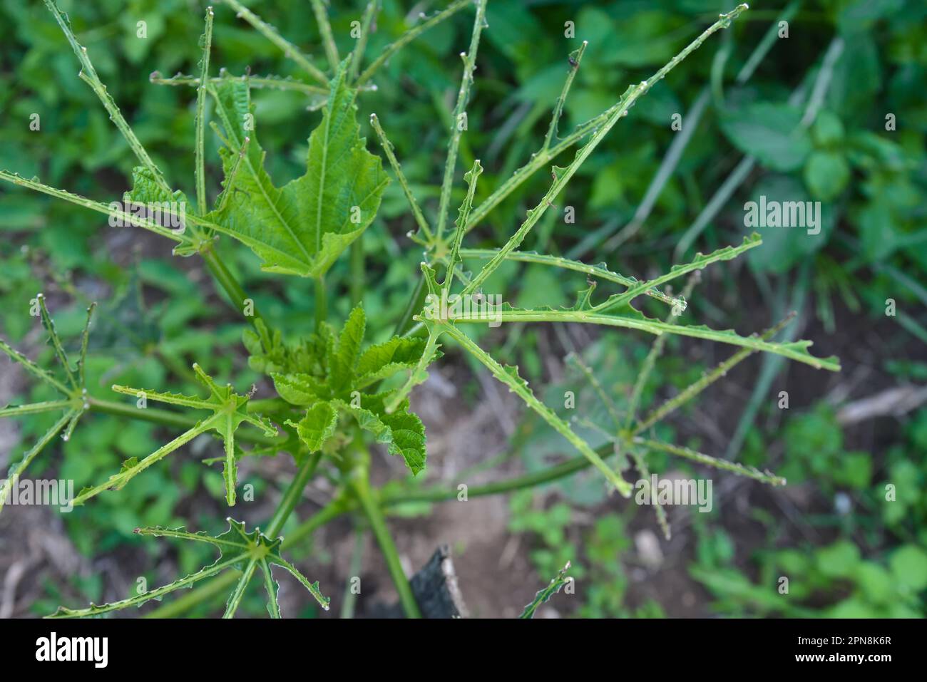 Caterpillars on eaten leaves hi-res stock photography and images - Alamy