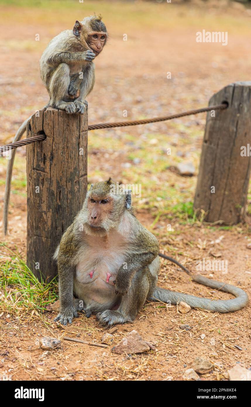 Monkey at Angkor Wat in Cambodia Stock Photo - Alamy