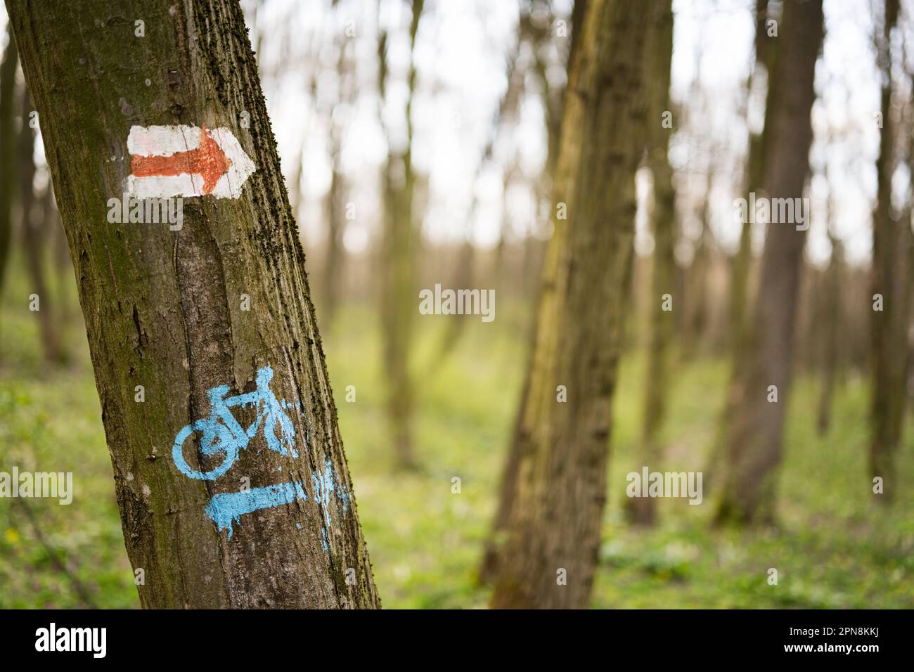 Trail and bicycle marker on tree at spring forest Stock Photo - Alamy