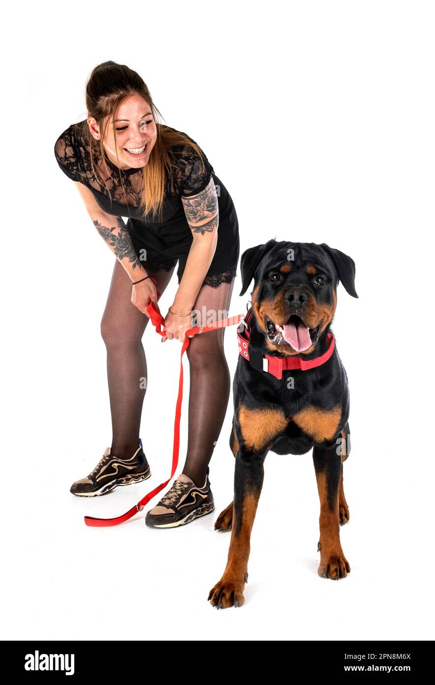 purebred rottweiler and woman in front of white background Stock Photo ...