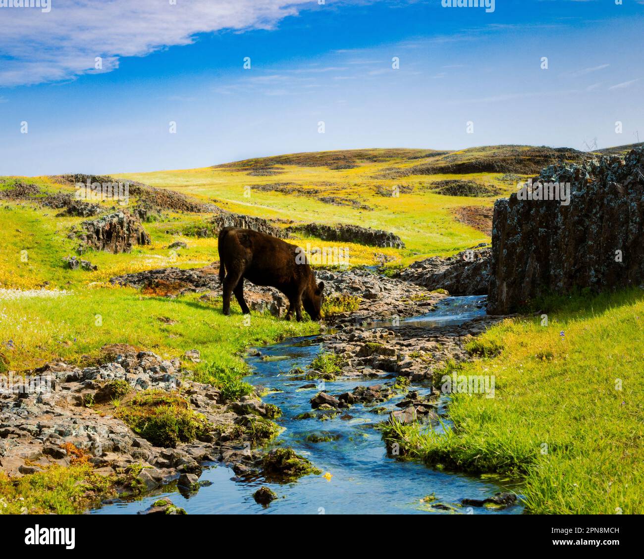 Cow grazing and drinking from stream - Table Mountain Reserve- Butte ...
