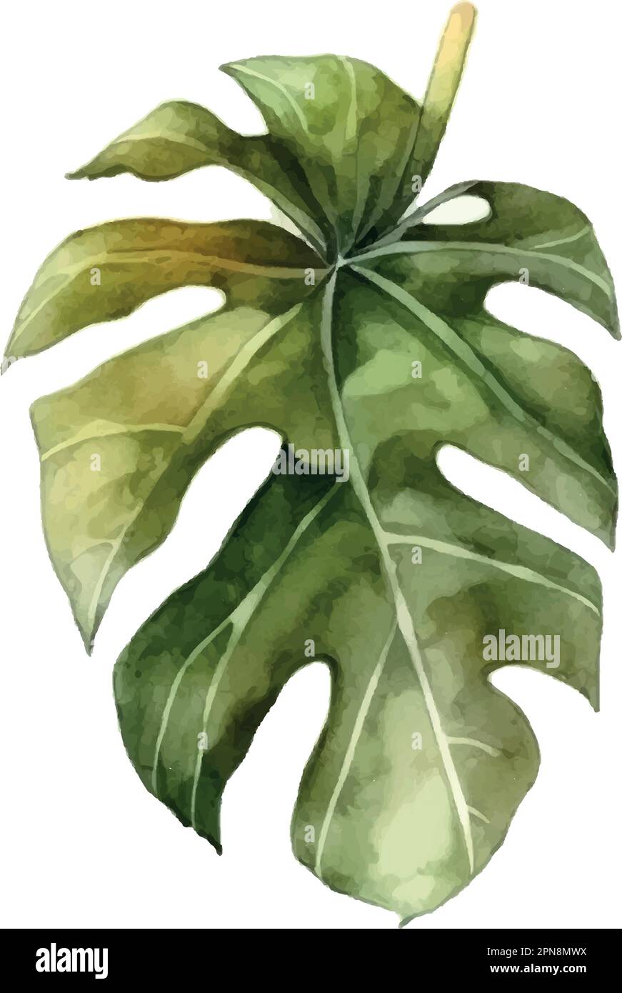 Vector stock illustration of tropical leave. Monstera leave. Watercolor ...