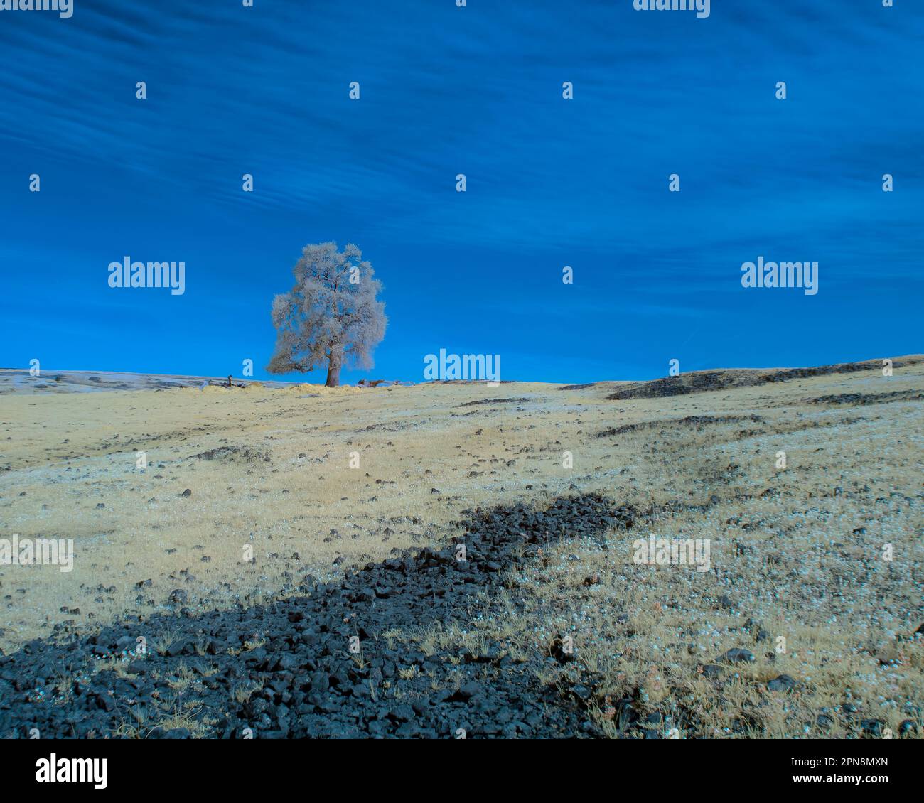 Minimalistic false color INFRARED image of oak tree at Table Mountain ...