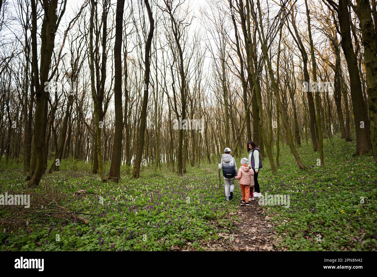 Back view of three kids holding hands with mother walking on forest trail. Outdoor spring ...