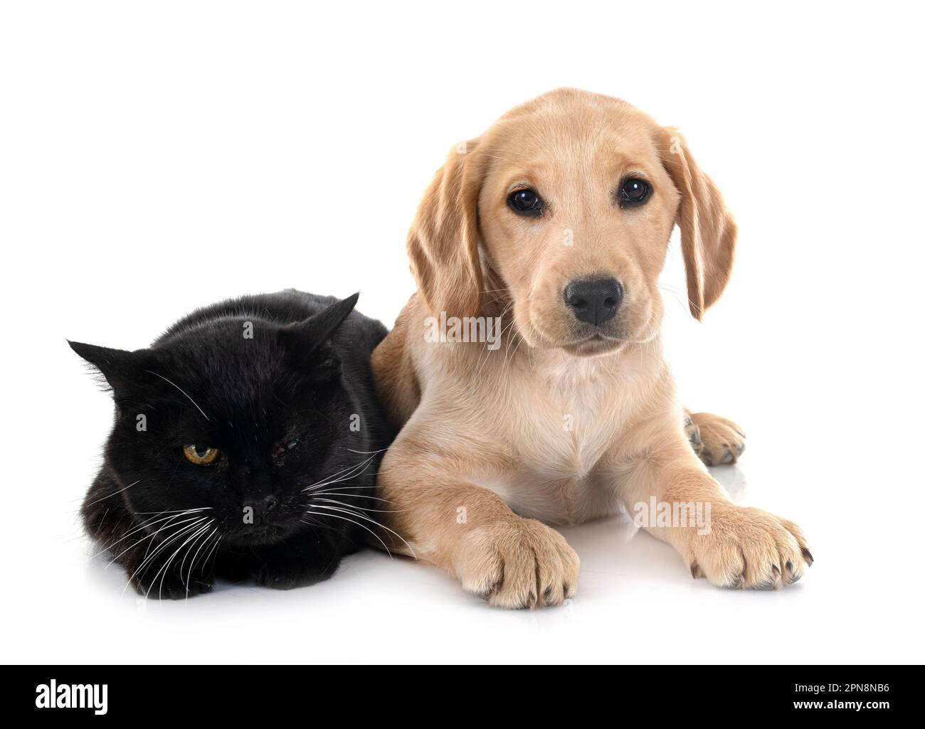 puppy labrador retriever and cat in front of white background Stock ...