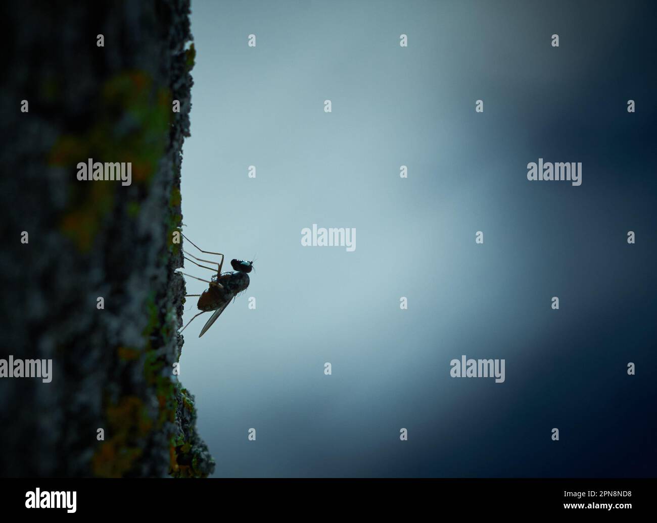 Insecto posado hi-res stock photography and images - Alamy