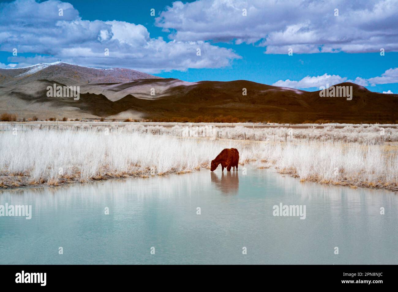 Infrared false-color image of a cow drinking in a pond on a desert ...