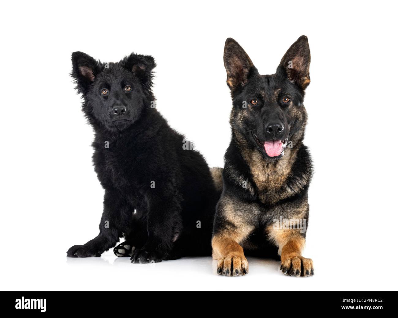 young german shepherds in front of white background Stock Photo - Alamy