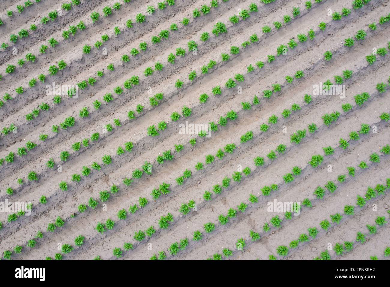 Aerial view over rows of green shoots of potato plants (Solanum ...