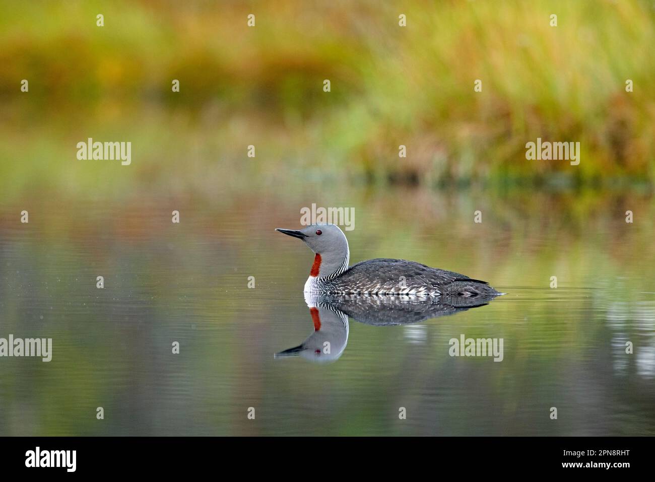 Red-throated loon / red-throated diver (Gavia stellata) in breeding ...